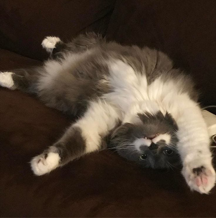Hamilton | Cats of the Web