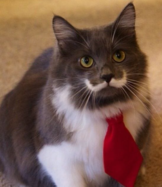 Hamilton | Cats of the Web