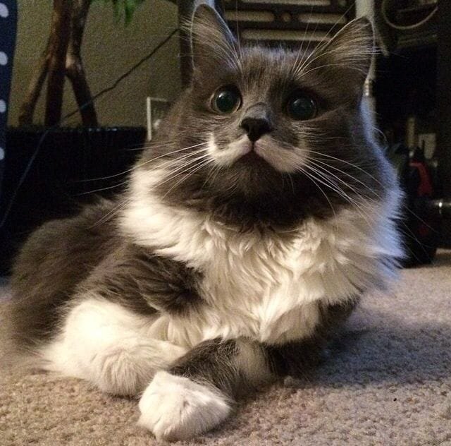 Hamilton | Cats of the Web