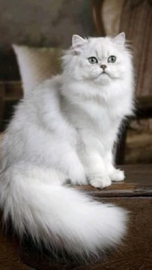 Snowbell | Cats of the Web