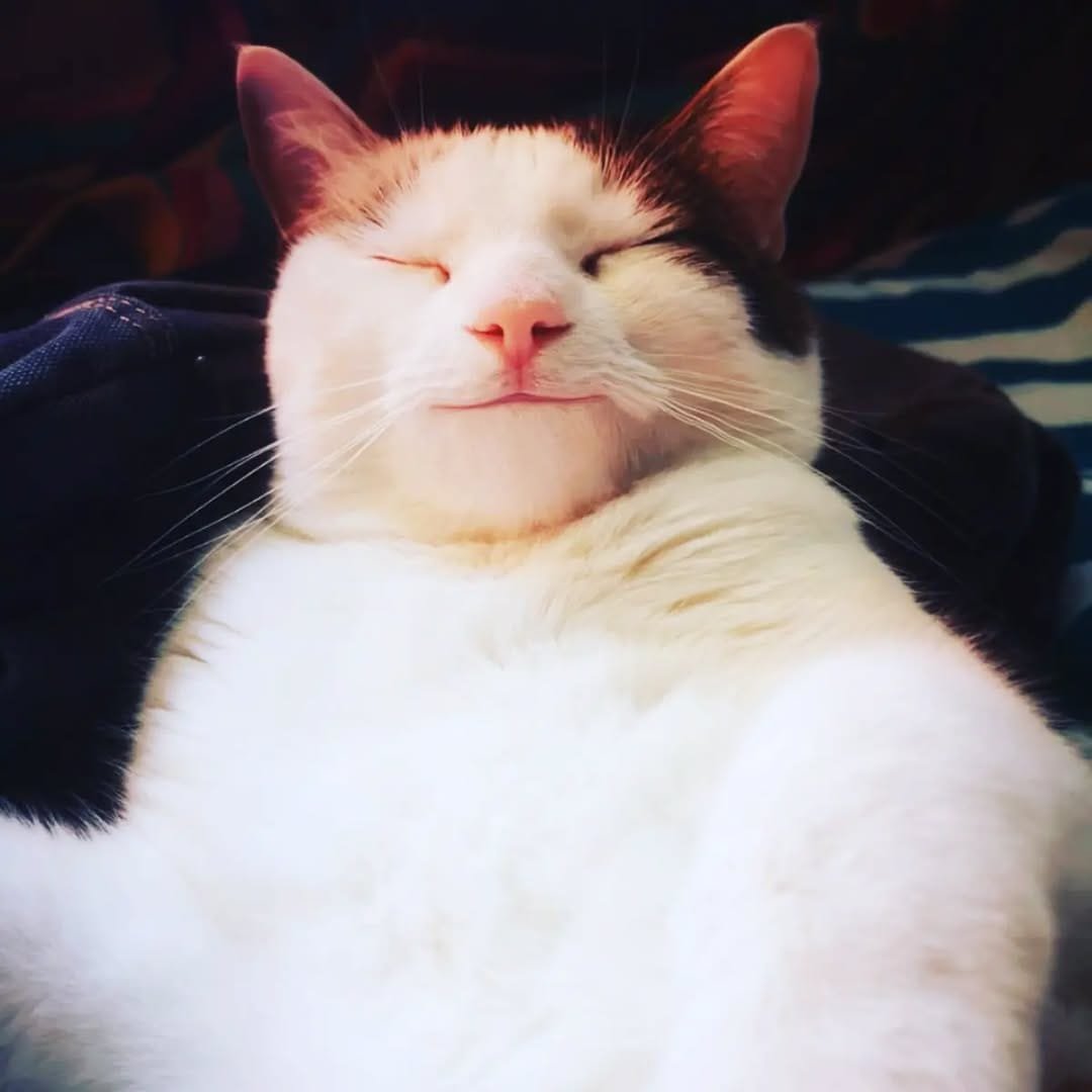 Ollie (Polite Cat) | Cats of the Web