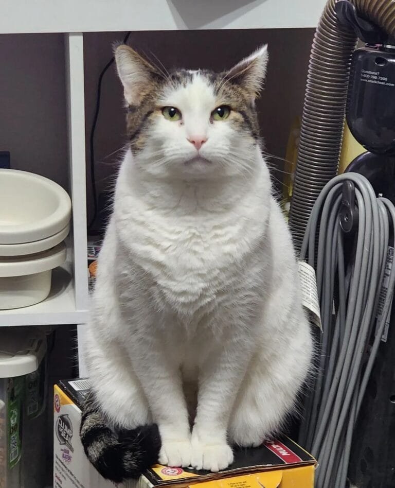 Oatmeal (Pop Cat) | Cats of the Web