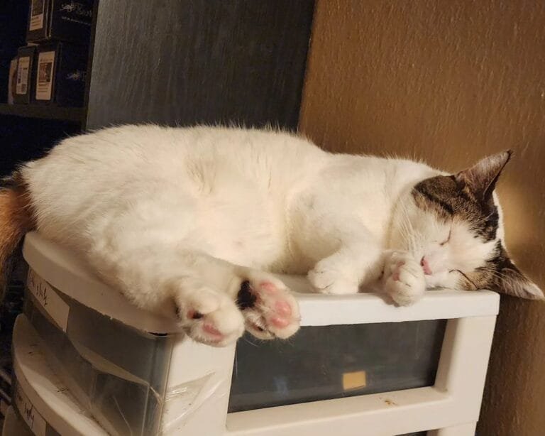 Oatmeal (Pop Cat) | Cats of the Web