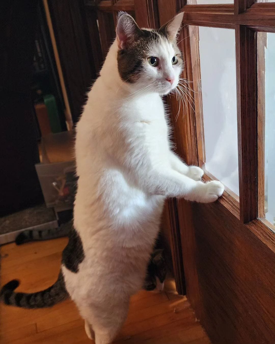 Oatmeal (Pop Cat) | Cats of the Web