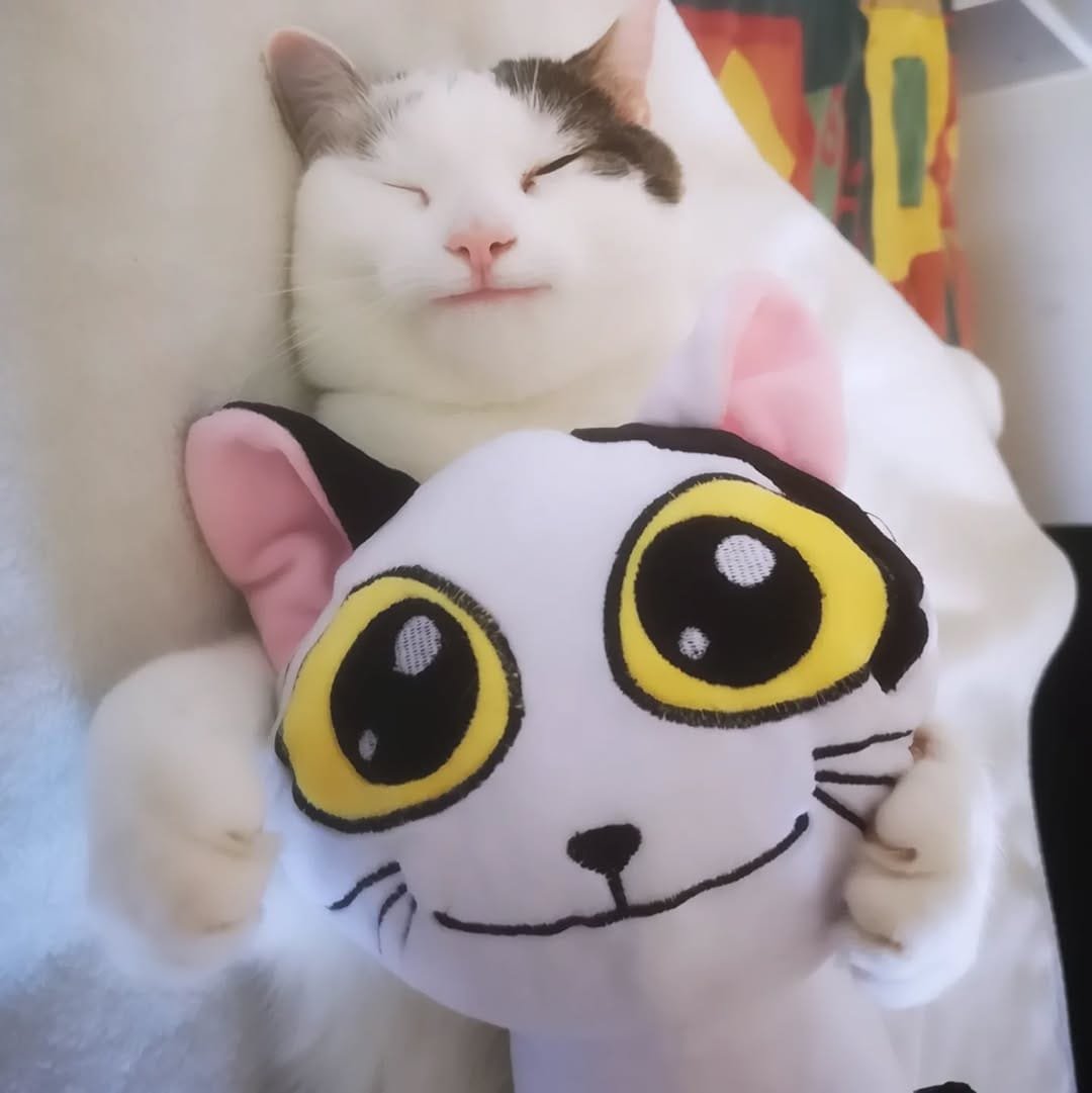 Ollie (Polite Cat) | Cats of the Web