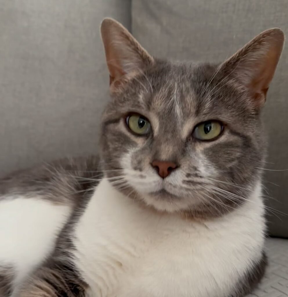 George Rufus | Cats of the Web