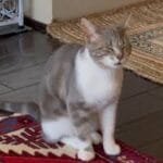 George Rufus | Cats of the Web