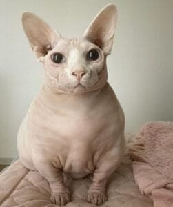 Bingus | Cats of the Web